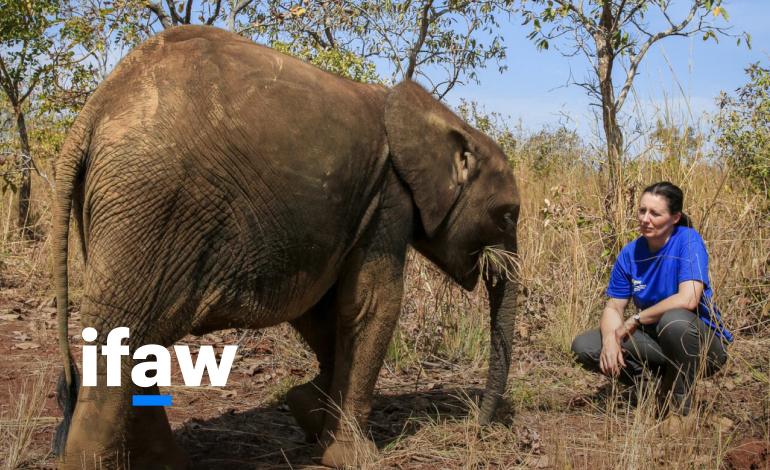 International Fund for Animal Welfare — Hallam